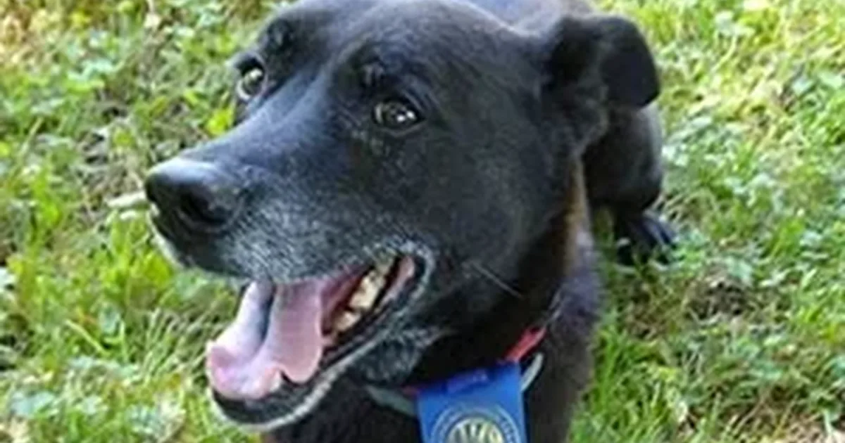 Landmark College | Therapy Dog Mojo